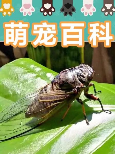 知了叫声视频怎么拍_知了为什么一直叫-第3张图片-山城妙识