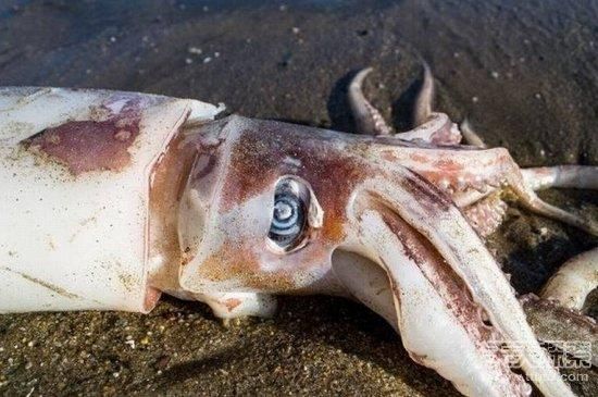 大王酸浆鱿有多大_大王酸浆鱿最大个体记录-第2张图片-山城妙识