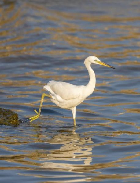 白鹭是几级保护动物_白鹭保护级别查询-第1张图片-山城妙识