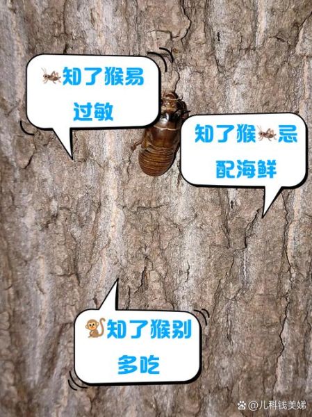 吃知了猴的禁忌_哪些人不能吃知了猴-第1张图片-山城妙识 吃知了猴的禁忌_哪些人不能吃知了猴-第1张图片-山城妙识