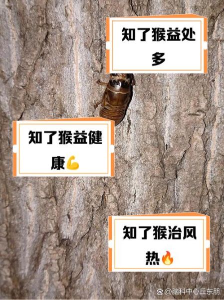 吃知了猴的禁忌_哪些人不能吃知了猴-第3张图片-山城妙识 吃知了猴的禁忌_哪些人不能吃知了猴-第3张图片-山城妙识