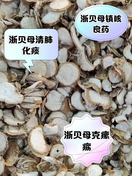 浙贝母的功效与作用_浙贝母怎么吃好-第1张图片-山城妙识 浙贝母的功效与作用_浙贝母怎么吃好-第1张图片-山城妙识