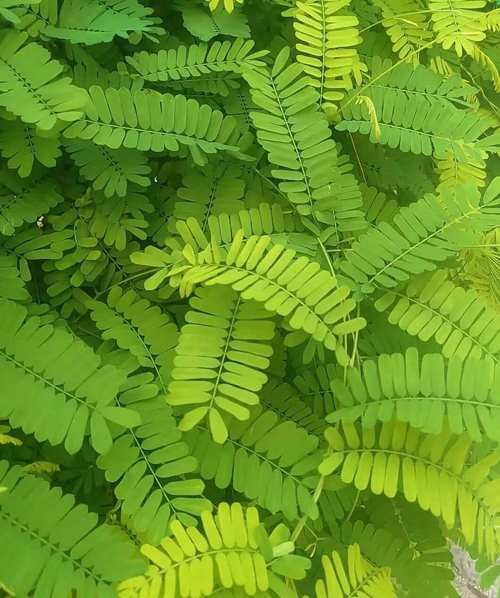 鸡骨草长什么样_鸡骨草图片大全大图-第3张图片-山城妙识