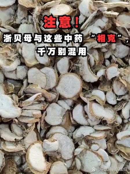 浙贝母的功效与作用_浙贝母怎么吃好-第2张图片-山城妙识 浙贝母的功效与作用_浙贝母怎么吃好-第2张图片-山城妙识