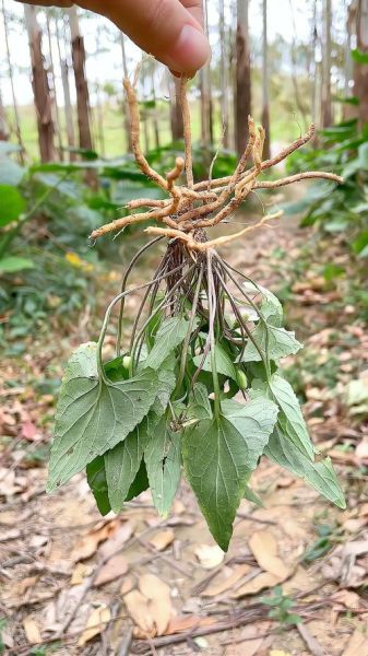 凤凰堇菜怎么养_凤凰堇菜和紫花地丁区别-第1张图片-山城妙识 凤凰堇菜怎么养_凤凰堇菜和紫花地丁区别-第1张图片-山城妙识