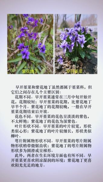 凤凰堇菜怎么养_凤凰堇菜和紫花地丁区别-第2张图片-山城妙识 凤凰堇菜怎么养_凤凰堇菜和紫花地丁区别-第2张图片-山城妙识
