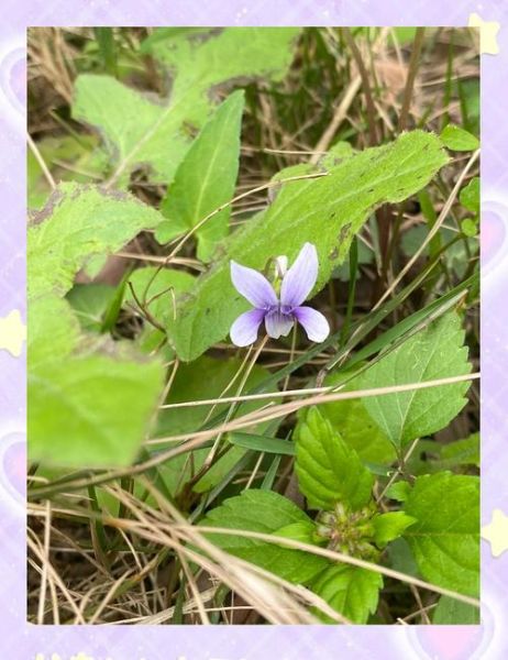 凤凰堇菜怎么养_凤凰堇菜和紫花地丁区别-第3张图片-山城妙识 凤凰堇菜怎么养_凤凰堇菜和紫花地丁区别-第3张图片-山城妙识