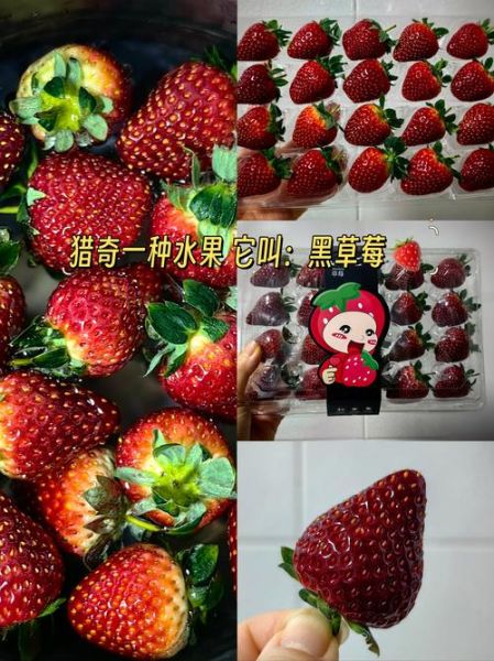 草莓黑科技无限破解下载_真的靠谱吗-第1张图片-山城妙识