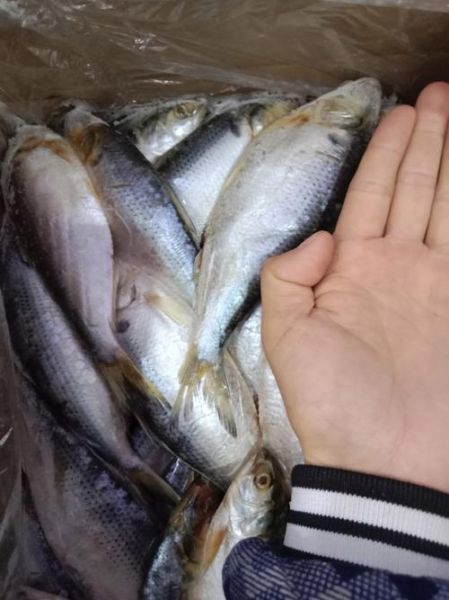 海鲫鱼营养价值_海鲫鱼图片怎么看新鲜-第2张图片-山城妙识