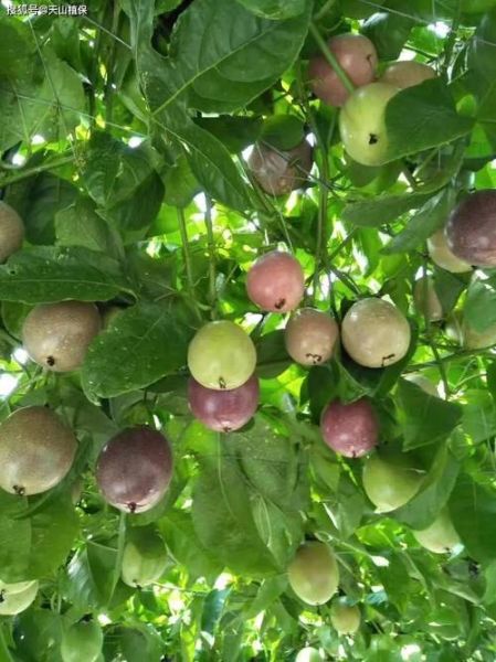 百果树怎么收费_百果树计费规则-第2张图片-山城妙识