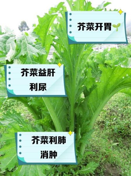 芥菜的营养价值及功效与作用_芥菜怎么吃最健康-第1张图片-山城妙识