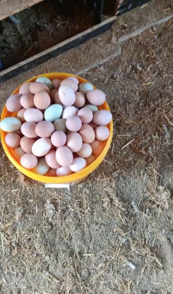 正宗土鸡蛋多少钱一个_土鸡蛋价格行情-第1张图片-山城妙识 正宗土鸡蛋多少钱一个_土鸡蛋价格行情-第1张图片-山城妙识