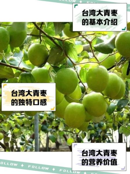 大青枣的功效与作用_大青枣热量高吗-第1张图片-山城妙识