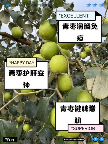 大青枣的功效与作用_大青枣热量高吗-第2张图片-山城妙识