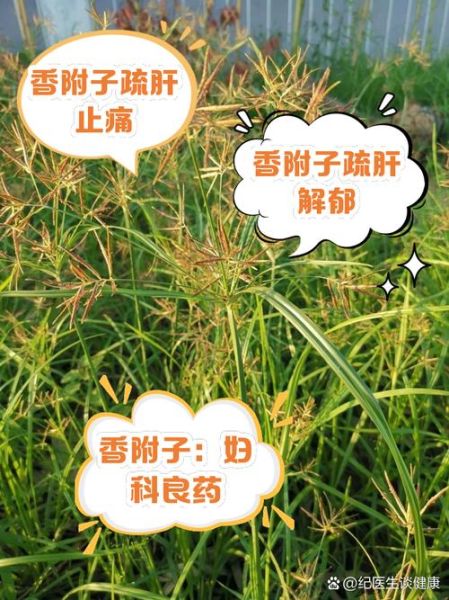 制香附的功效与作用_如何正确服用-第1张图片-山城妙识 制香附的功效与作用_如何正确服用-第1张图片-山城妙识