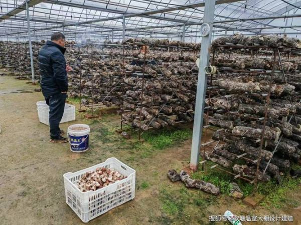 香菇大棚建设成本_香菇大棚怎么搭建-第2张图片-山城妙识 香菇大棚建设成本_香菇大棚怎么搭建-第2张图片-山城妙识