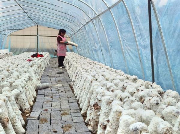 香菇大棚建设成本_香菇大棚怎么搭建-第3张图片-山城妙识 香菇大棚建设成本_香菇大棚怎么搭建-第3张图片-山城妙识