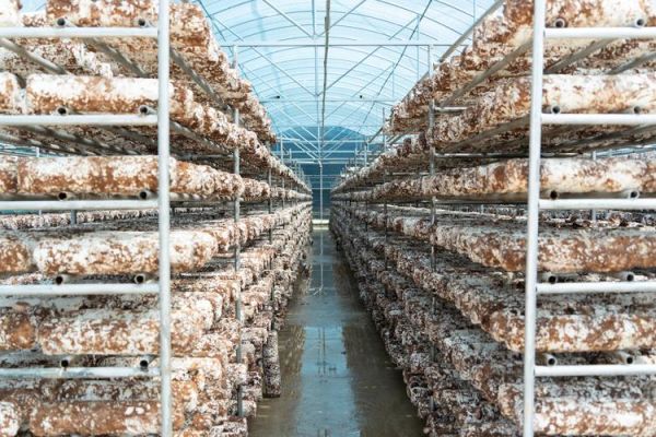 香菇大棚建设成本_香菇大棚怎么搭建-第1张图片-山城妙识 香菇大棚建设成本_香菇大棚怎么搭建-第1张图片-山城妙识