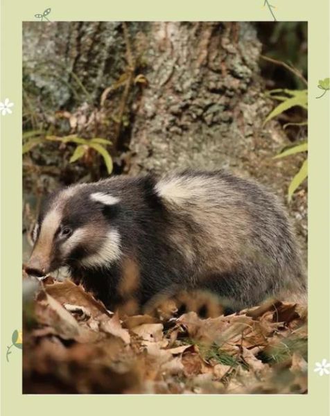 猪獾长什么样_猪獾和狗獾区别-第2张图片-山城妙识 猪獾长什么样_猪獾和狗獾区别-第2张图片-山城妙识