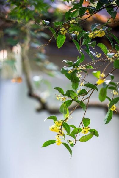 桂花图片唯美_如何拍摄桂花意境-第3张图片-山城妙识