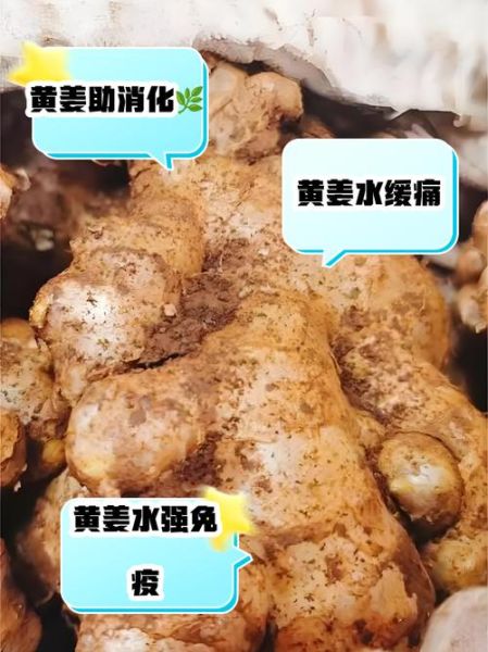 姜黄泡水喝的功效与作用_姜黄泡水喝的正确方法-第1张图片-山城妙识 姜黄泡水喝的功效与作用_姜黄泡水喝的正确方法-第1张图片-山城妙识