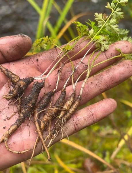 当归长什么样_当归图片如何鉴别真假-第1张图片-山城妙识 当归长什么样_当归图片如何鉴别真假-第1张图片-山城妙识