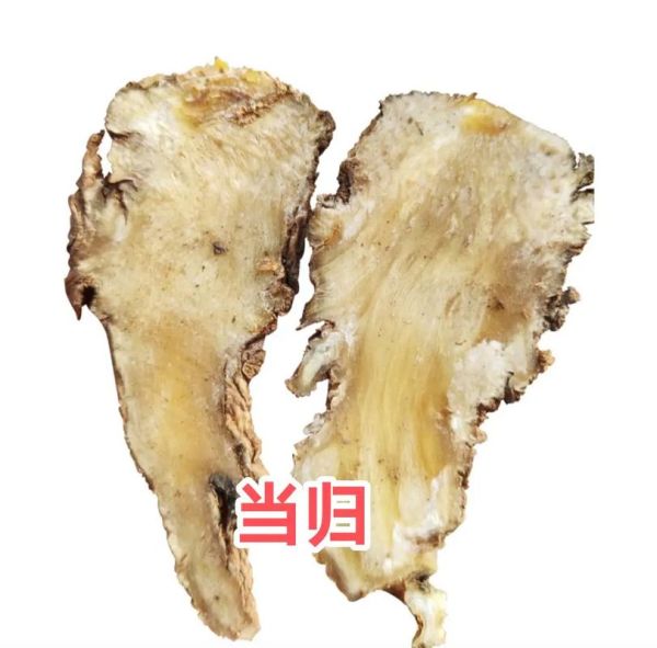 当归长什么样_当归图片如何鉴别真假-第2张图片-山城妙识 当归长什么样_当归图片如何鉴别真假-第2张图片-山城妙识