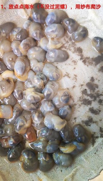 海螺怎么清洗才干净_海螺清洗的正确方法-第2张图片-山城妙识