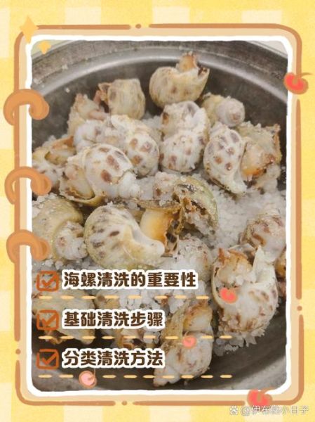 海螺怎么清洗才干净_海螺清洗的正确方法-第1张图片-山城妙识