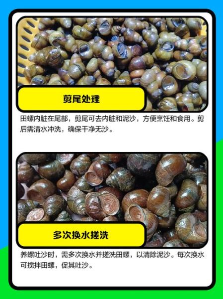 海螺怎么清洗才干净_海螺清洗的正确方法-第3张图片-山城妙识