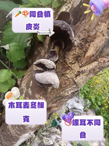 吃木耳的禁忌有哪些_木耳不能和什么一起吃-第1张图片-山城妙识