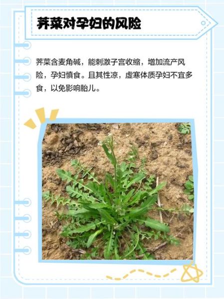 孕妇吃了15个荠菜饺子_对胎儿有影响吗-第2张图片-山城妙识