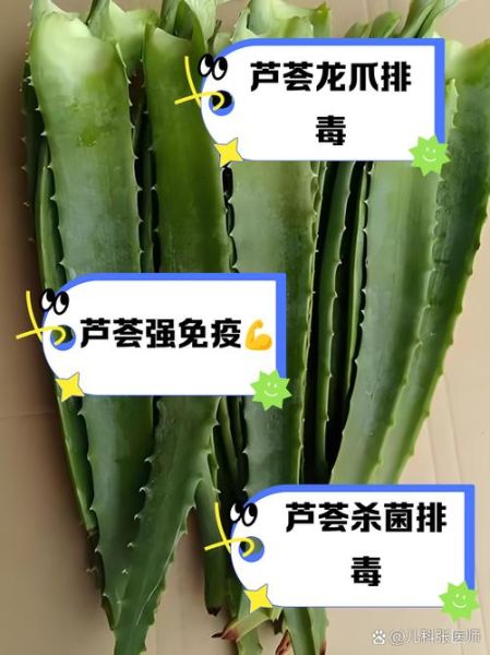 家里种的芦荟可以吃吗_如何安全食用-第1张图片-山城妙识 家里种的芦荟可以吃吗_如何安全食用-第1张图片-山城妙识