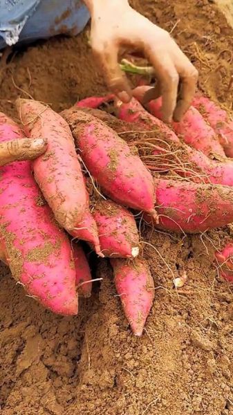 地瓜图片大全高清图片_如何挑选优质地瓜-第2张图片-山城妙识 地瓜图片大全高清图片_如何挑选优质地瓜-第2张图片-山城妙识