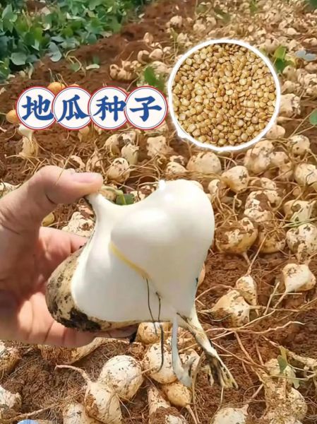 地瓜图片大全高清图片_如何挑选优质地瓜-第1张图片-山城妙识 地瓜图片大全高清图片_如何挑选优质地瓜-第1张图片-山城妙识