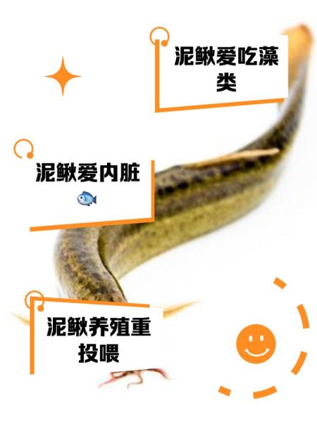 泥鳅是发物吗_哪些人不能吃泥鳅-第1张图片-山城妙识 泥鳅是发物吗_哪些人不能吃泥鳅-第1张图片-山城妙识