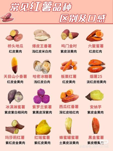 地瓜图片大全高清图片_如何挑选优质地瓜-第3张图片-山城妙识 地瓜图片大全高清图片_如何挑选优质地瓜-第3张图片-山城妙识