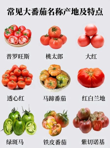 西红柿怎么挑选_西红柿生吃还是熟吃-第1张图片-山城妙识