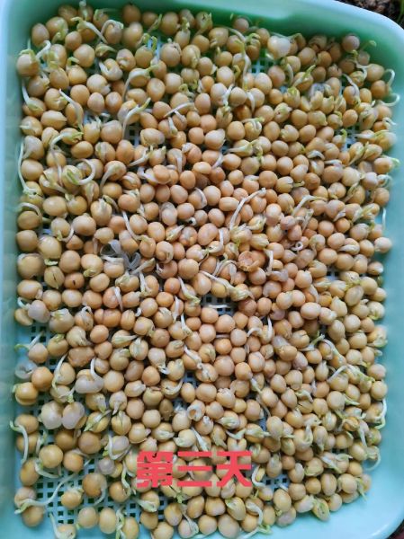 豌豆苗怎么种_豌豆苗多久能采收-第1张图片-山城妙识 豌豆苗怎么种_豌豆苗多久能采收-第1张图片-山城妙识
