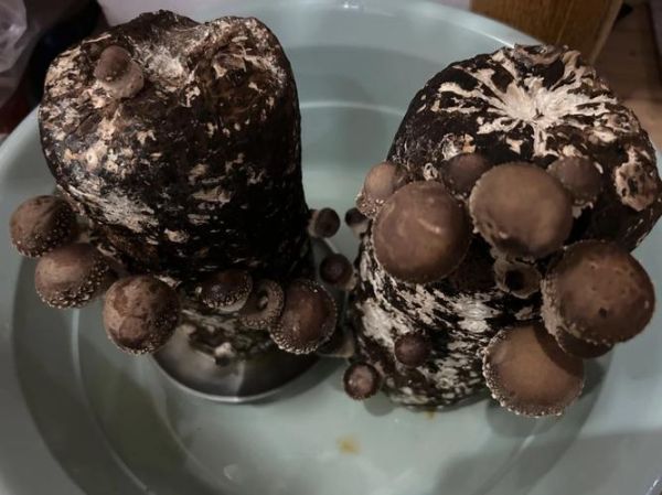 双孢菇里面有一圈黑色_还能吃吗-第3张图片-山城妙识 双孢菇里面有一圈黑色_还能吃吗-第3张图片-山城妙识