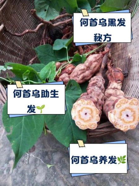 何首乌泡水喝的功效与作用_何首乌泡水喝的正确方法-第3张图片-山城妙识 何首乌泡水喝的功效与作用_何首乌泡水喝的正确方法-第3张图片-山城妙识