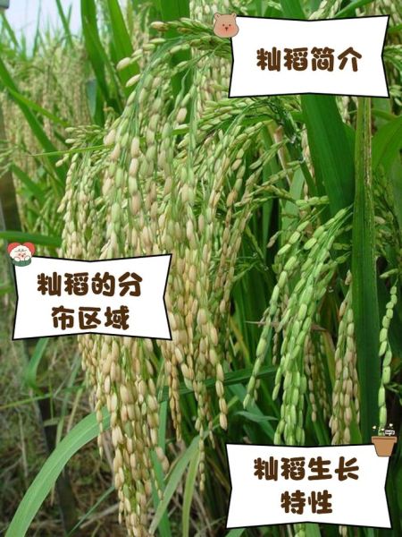 稻念怎么读_稻念是什么意思-第1张图片-山城妙识 稻念怎么读_稻念是什么意思-第1张图片-山城妙识