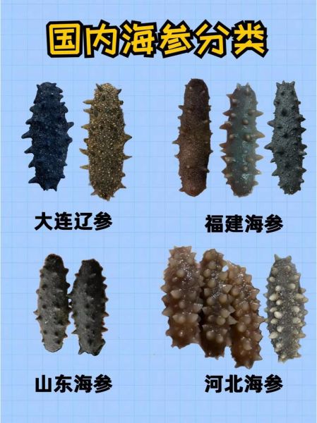 大连野生海参什么牌子最好_如何挑选正宗辽参-第1张图片-山城妙识 大连野生海参什么牌子最好_如何挑选正宗辽参-第1张图片-山城妙识