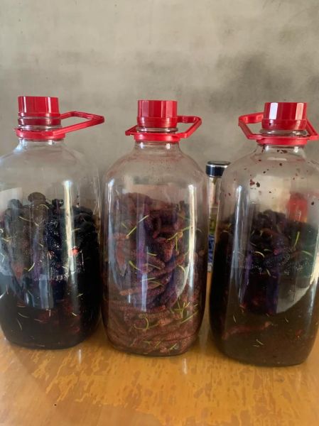 桑椹酒怎么酿_家庭自酿桑椹酒的做法-第1张图片-山城妙识 桑椹酒怎么酿_家庭自酿桑椹酒的做法-第1张图片-山城妙识