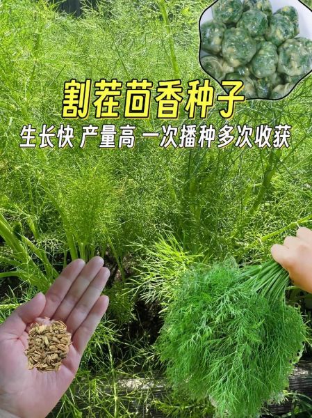 小茴香什么时候种最合适_小茴香怎么种植方法-第3张图片-山城妙识