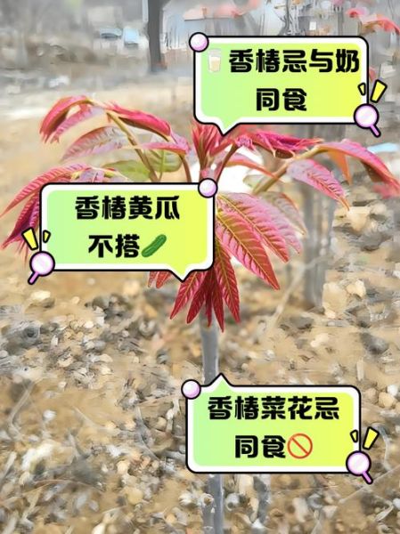 香椿芽不能和什么一起吃_香椿芽相克食物有哪些-第3张图片-山城妙识 香椿芽不能和什么一起吃_香椿芽相克食物有哪些-第3张图片-山城妙识