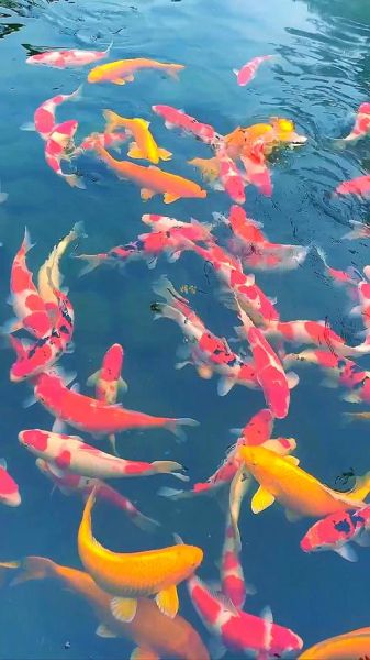 最有灵性的风水鱼排名_哪些鱼最招财旺运-第1张图片-山城妙识