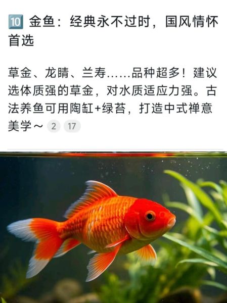 最有灵性的风水鱼排名_哪些鱼最招财旺运-第3张图片-山城妙识