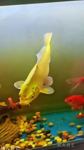 最有灵性的风水鱼排名_哪些鱼最招财旺运-第2张图片-山城妙识