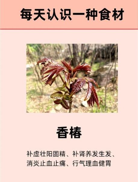 香椿吃了有什么好处_香椿营养价值高吗-第1张图片-山城妙识 香椿吃了有什么好处_香椿营养价值高吗-第1张图片-山城妙识